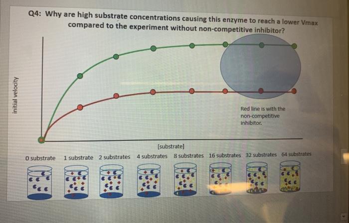 Solved Q4: Why are high substrate concentrations causing | Chegg.com