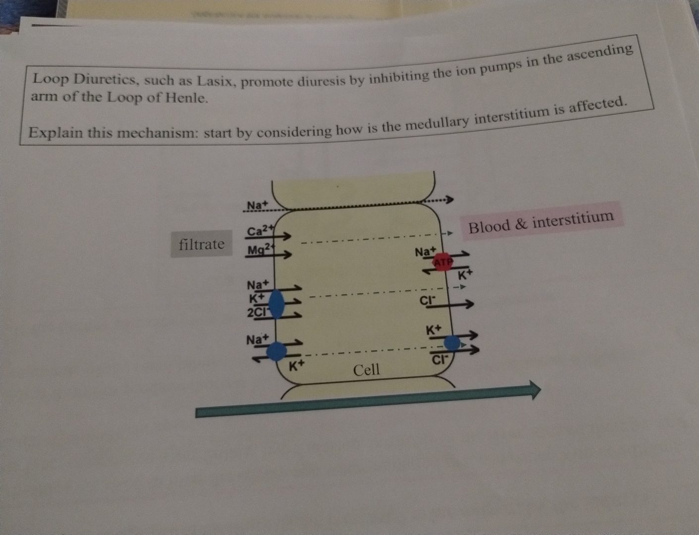 Solved Loop Diuretics, such as Lasix, promote diuresis by | Chegg.com