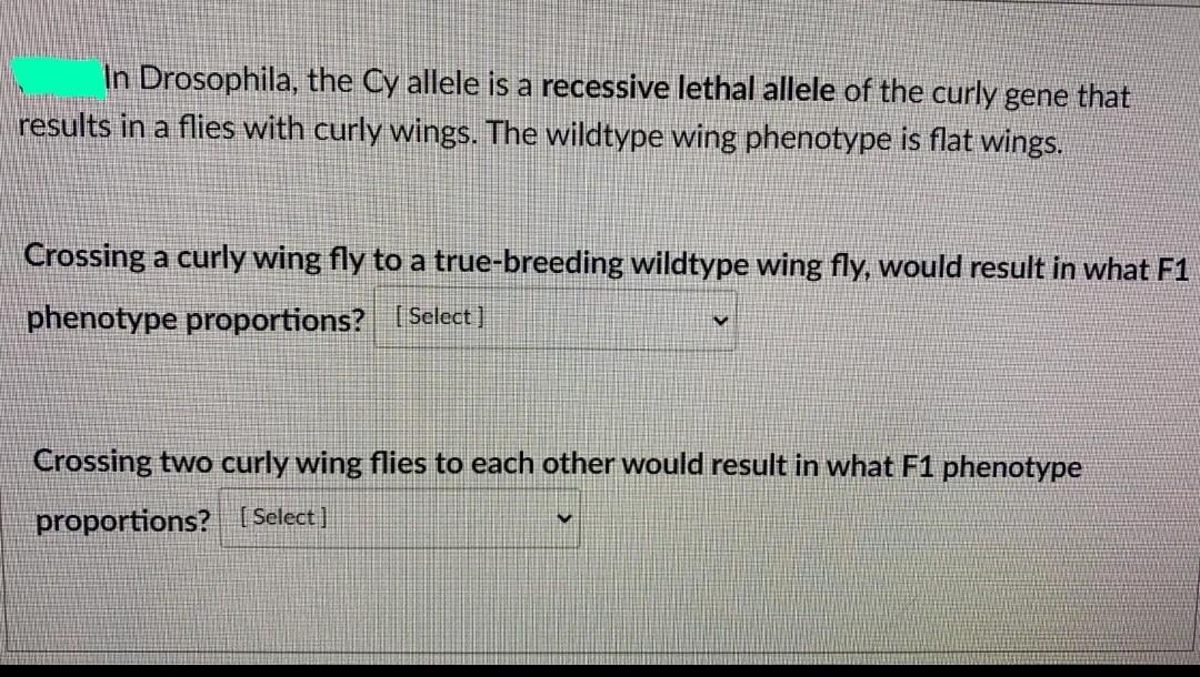 Solved In Drosophila, the Cy allele is a recessive lethal | Chegg.com
