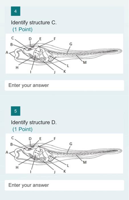 Solved Identify structure G. (1 Point)Identify structure K. | Chegg.com