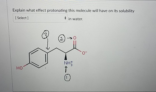 Solved Explain what effect protonating this molecule will | Chegg.com