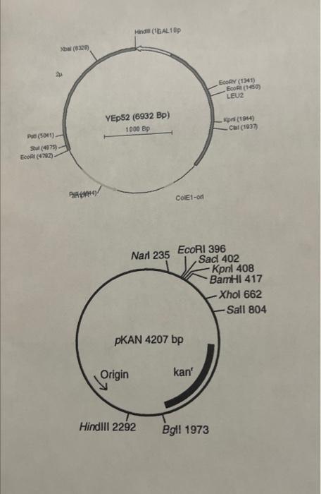 Solved 10. You want to figure out if the plasmid you have | Chegg.com