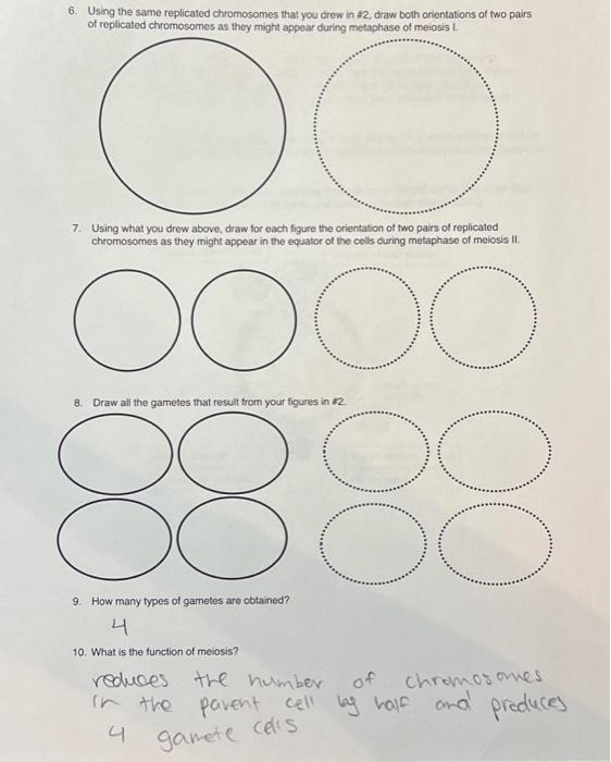 Solved 1. Draw two pairs of homologous chromosomes in G1 | Chegg.com