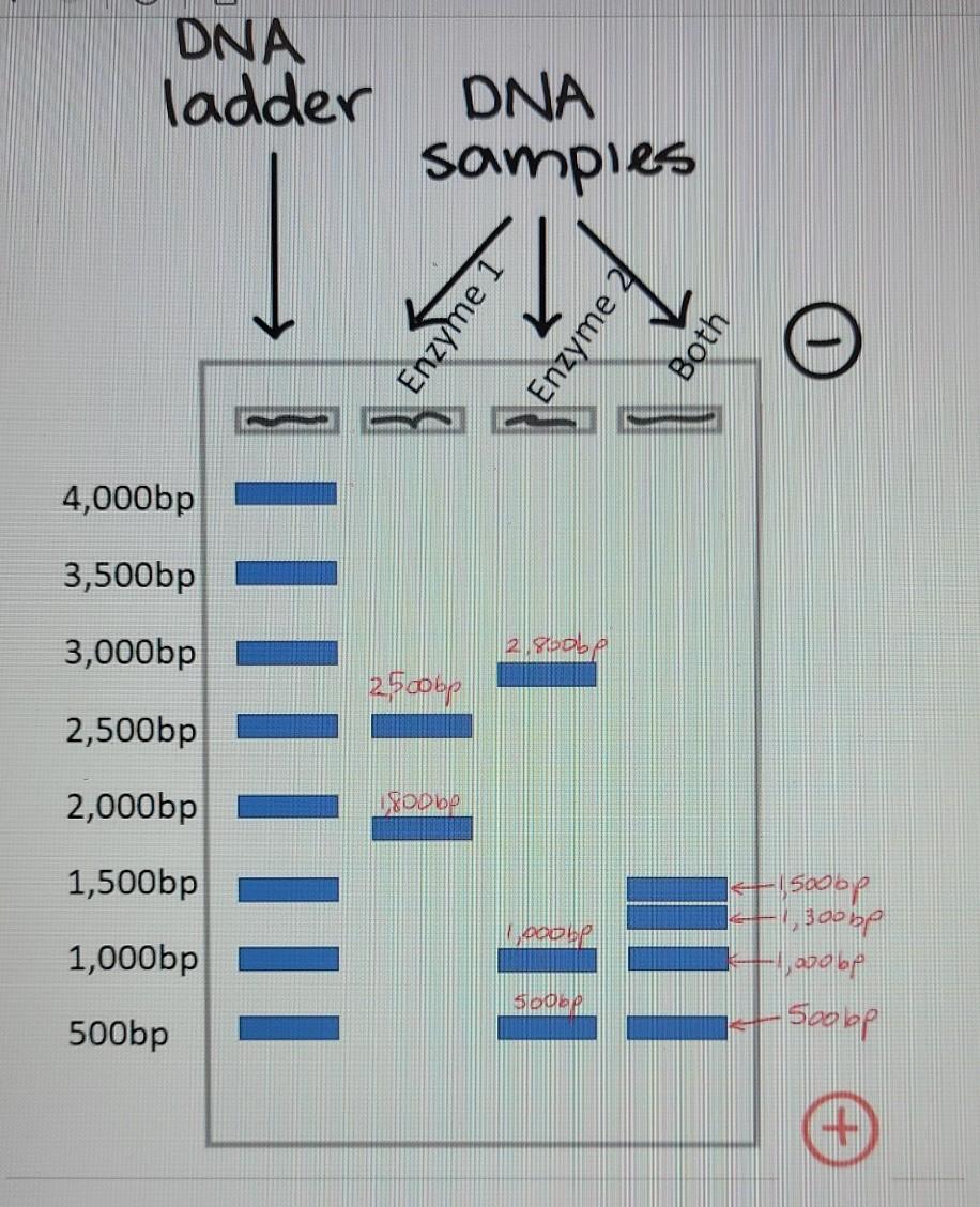 Solved DNA ladder DNA samples Enzyme 1 Enzyme 2 Both 4,000bp | Chegg.com