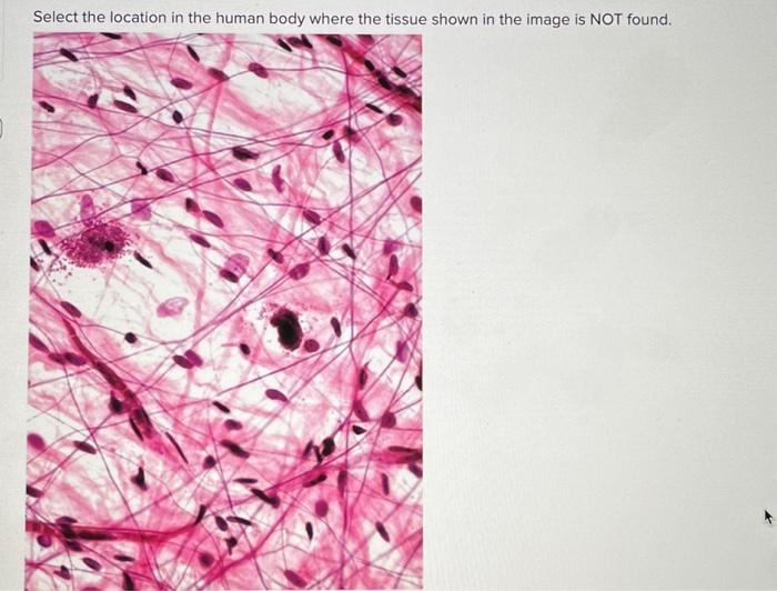 Solved Select the location in the human body where the | Chegg.com