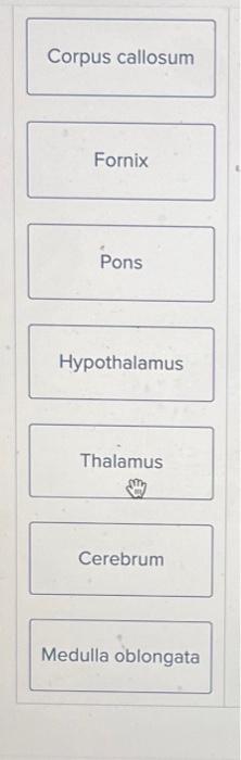 Solved Identify the features on this sagittal (median) | Chegg.com