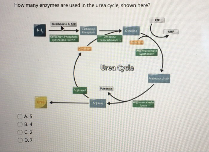 Solved How many enzymes are used in the urea cycle, shown | Chegg.com