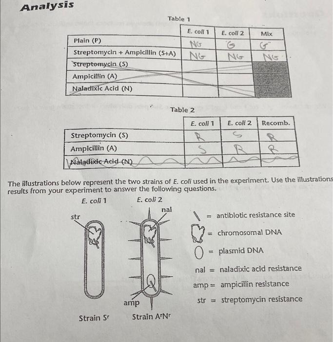 Solved 1. Which strain(s) of E. coll (E. coll 7,E coli 2 , | Chegg.com