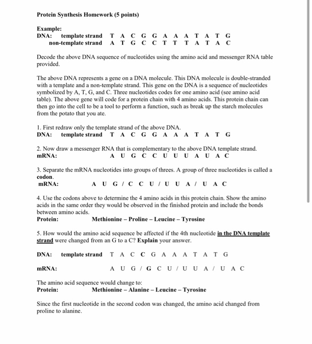 Solved Protein Synthesis Homework (5 points) Example: DNA: | Chegg.com