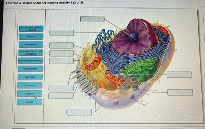 Solved Exercise 4 Review Sheet Art-abeling Activity 1 (2 of | Chegg.com