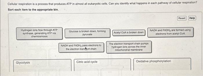 Solved Cellular respiration is a process that produces ATP | Chegg.com Solved Cellular respiration is a process that produces ATP | Chegg.com
