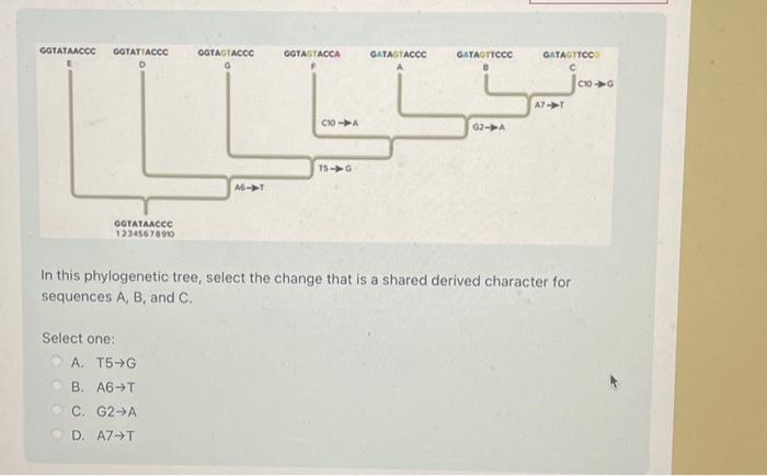Solved In this phylogenetic tree, select the change that is | Chegg.com