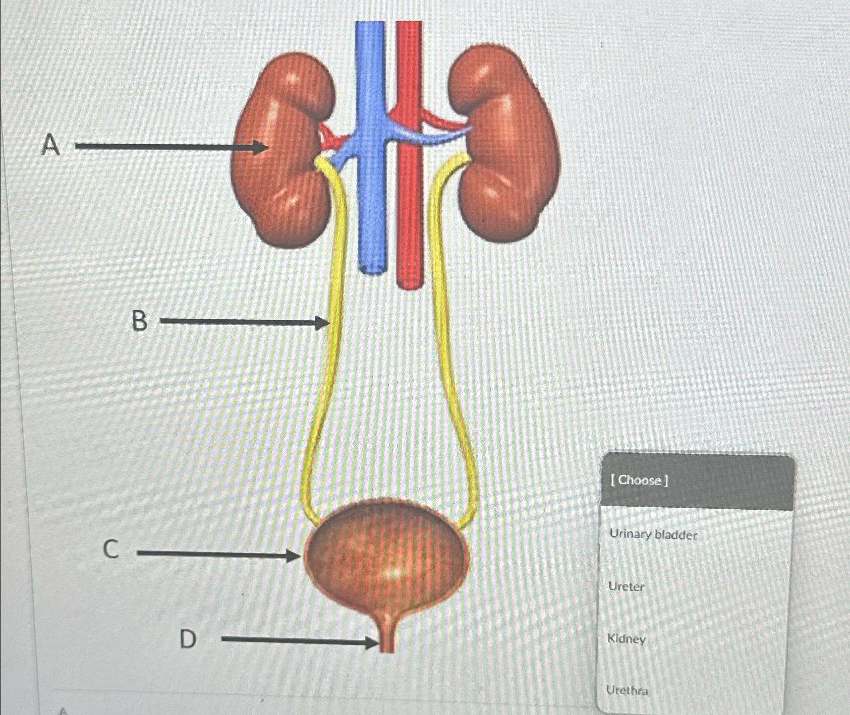 Solved Urinary bladder, ureter, kidney, urethra | Chegg.com