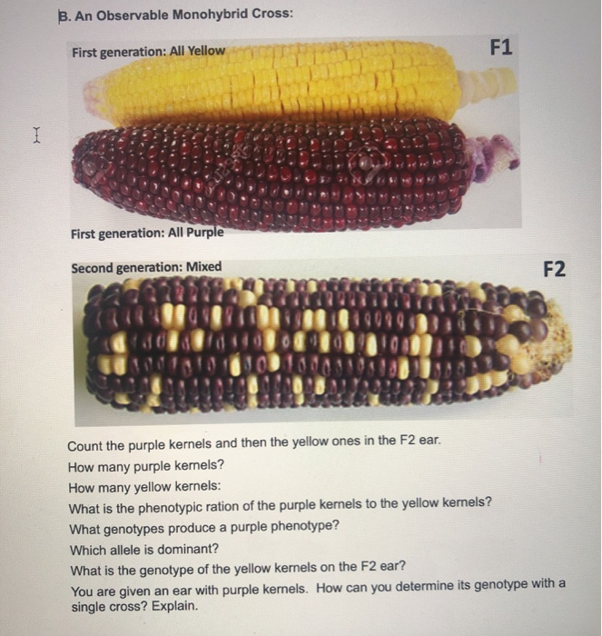 Solved B. An Observable Monohybrid Cross: First generation: | Chegg.com