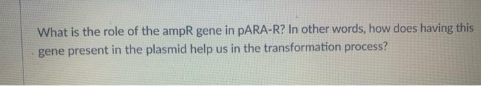 Solved What is the role of the ampR gene in PARA-R? In other | Chegg.com