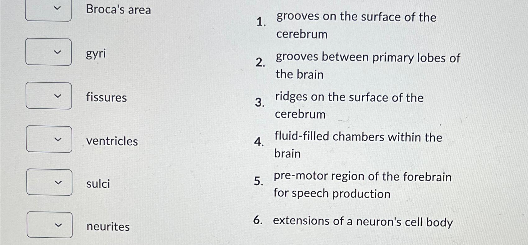 Solved Broca's areagrooves on the surface of the | Chegg.com