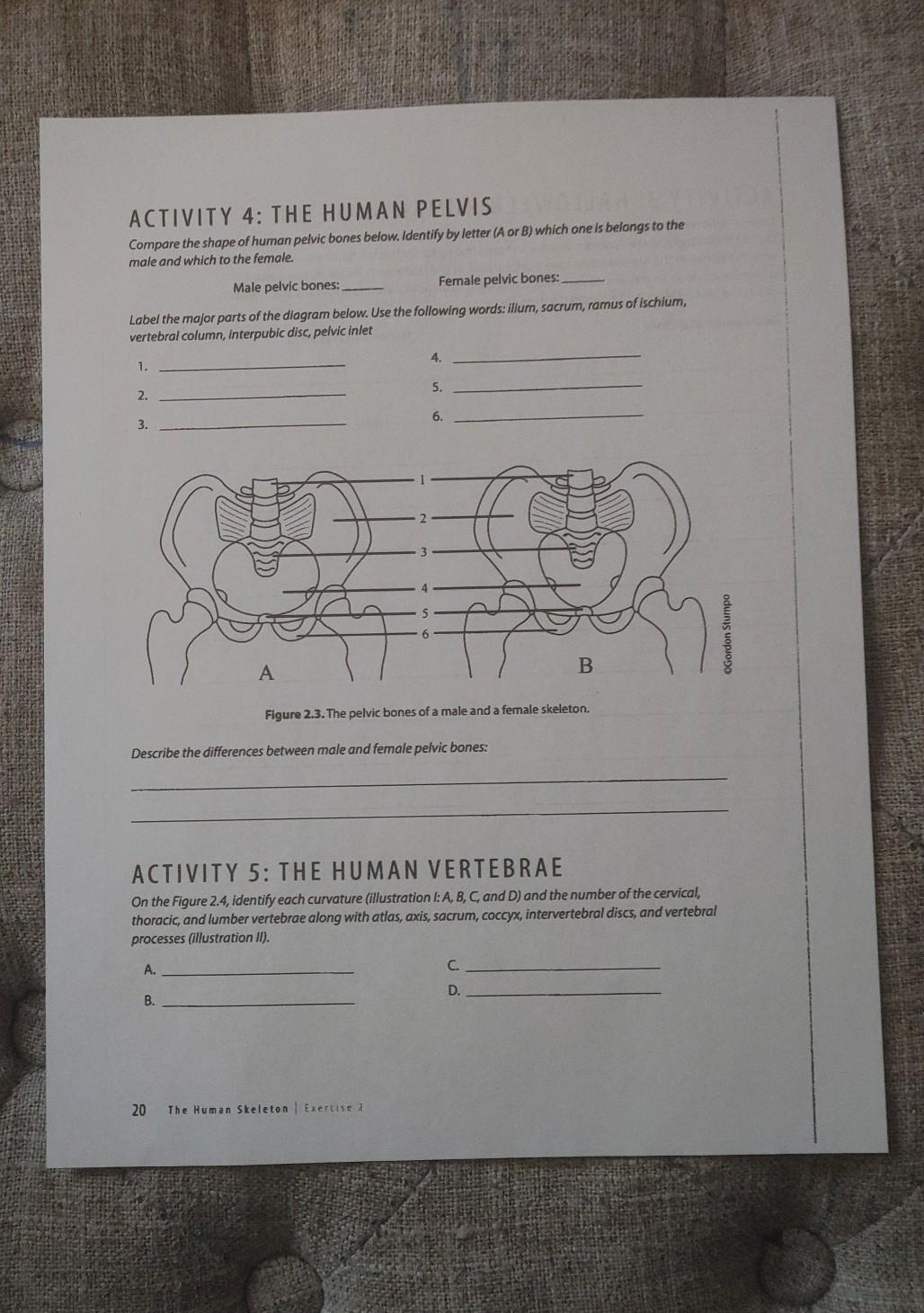 Solved ACTIVITY 4: THE HUMAN PELVIS Compare the shape of | Chegg.com