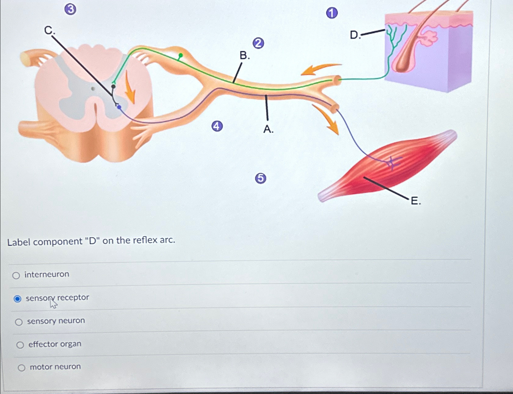 Solved (3)(2)(1)B.(4)A.(5)Label component "D" ﻿on the reflex | Chegg.com