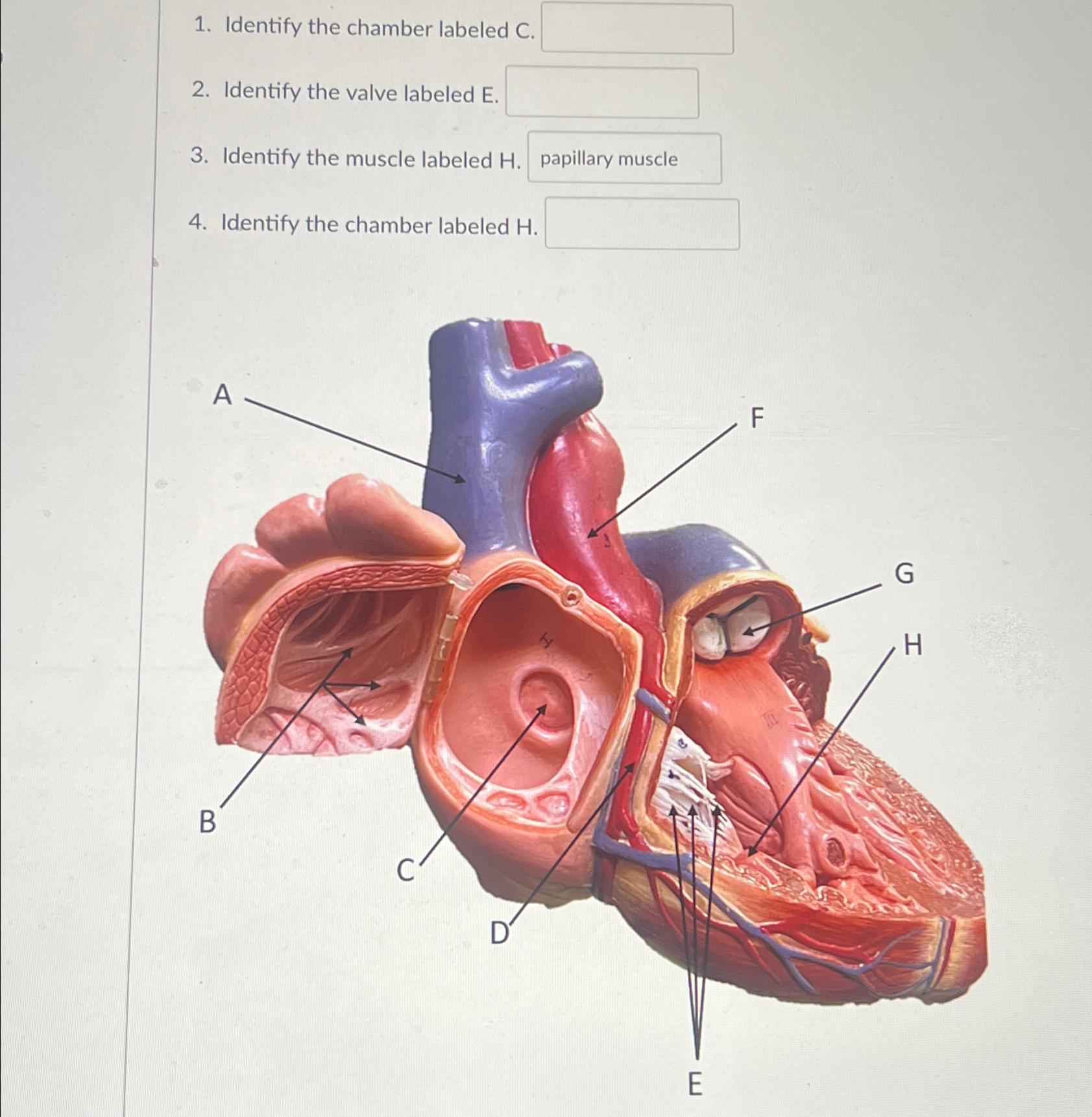 Solved Identify the chamber labeled C.Identify the valve | Chegg.com