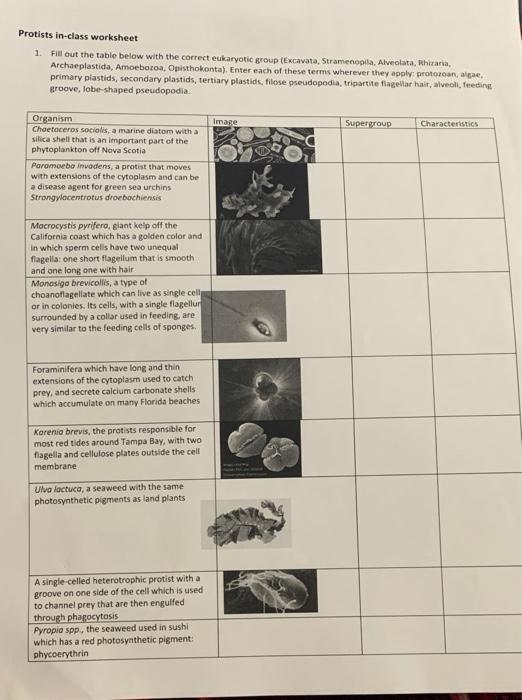 Solved Protists in-class worksheet 1. Fill out the table | Chegg.com
