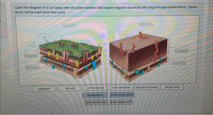 Solved Label this diagram of a cut-away view of a | Chegg.com