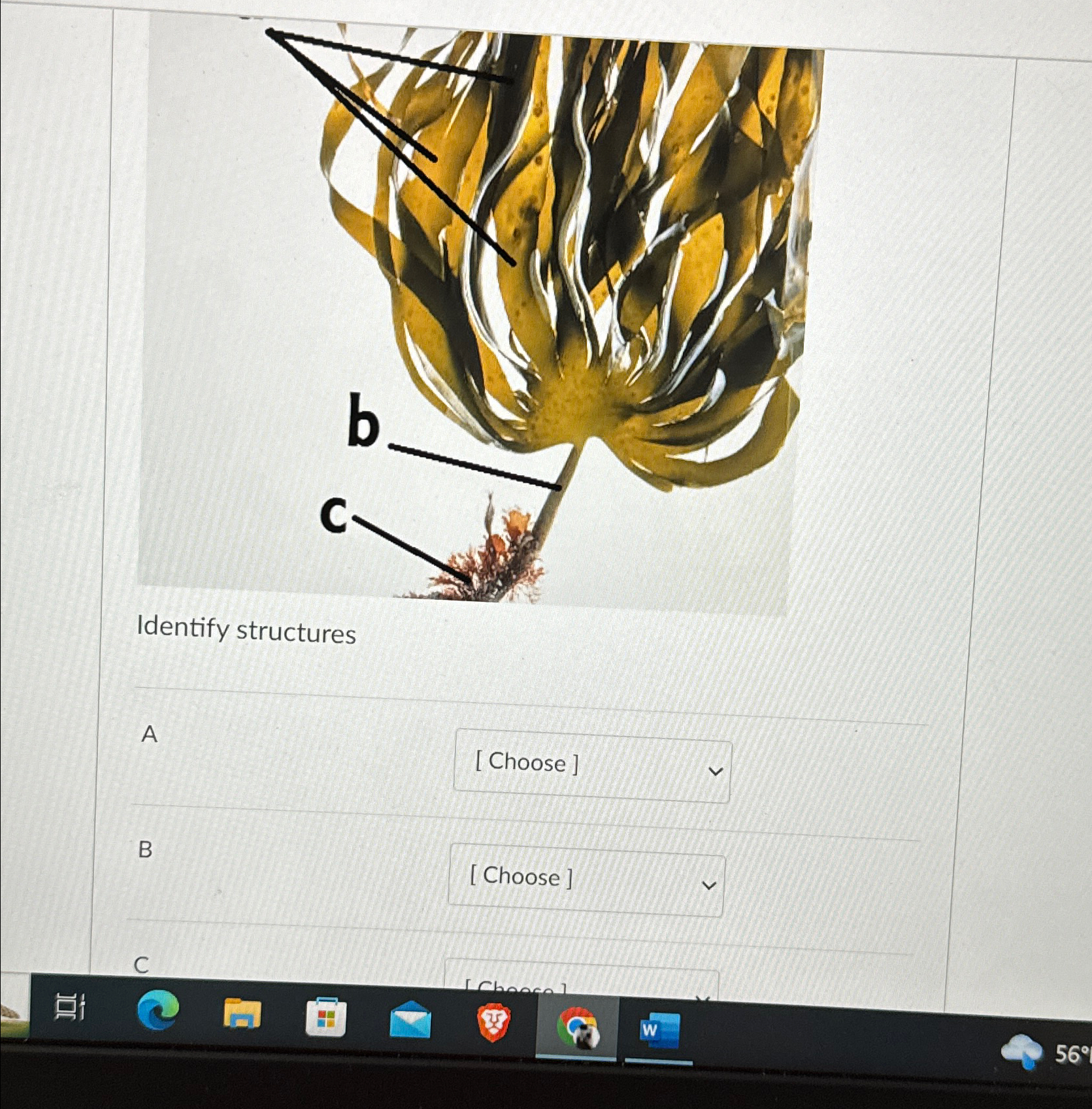 Identify structuresA[ ﻿Choose]B[ ﻿Choose]C | Chegg.com