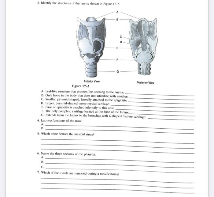 Solved 3. Identify the structures of the larynx shown in | Chegg.com