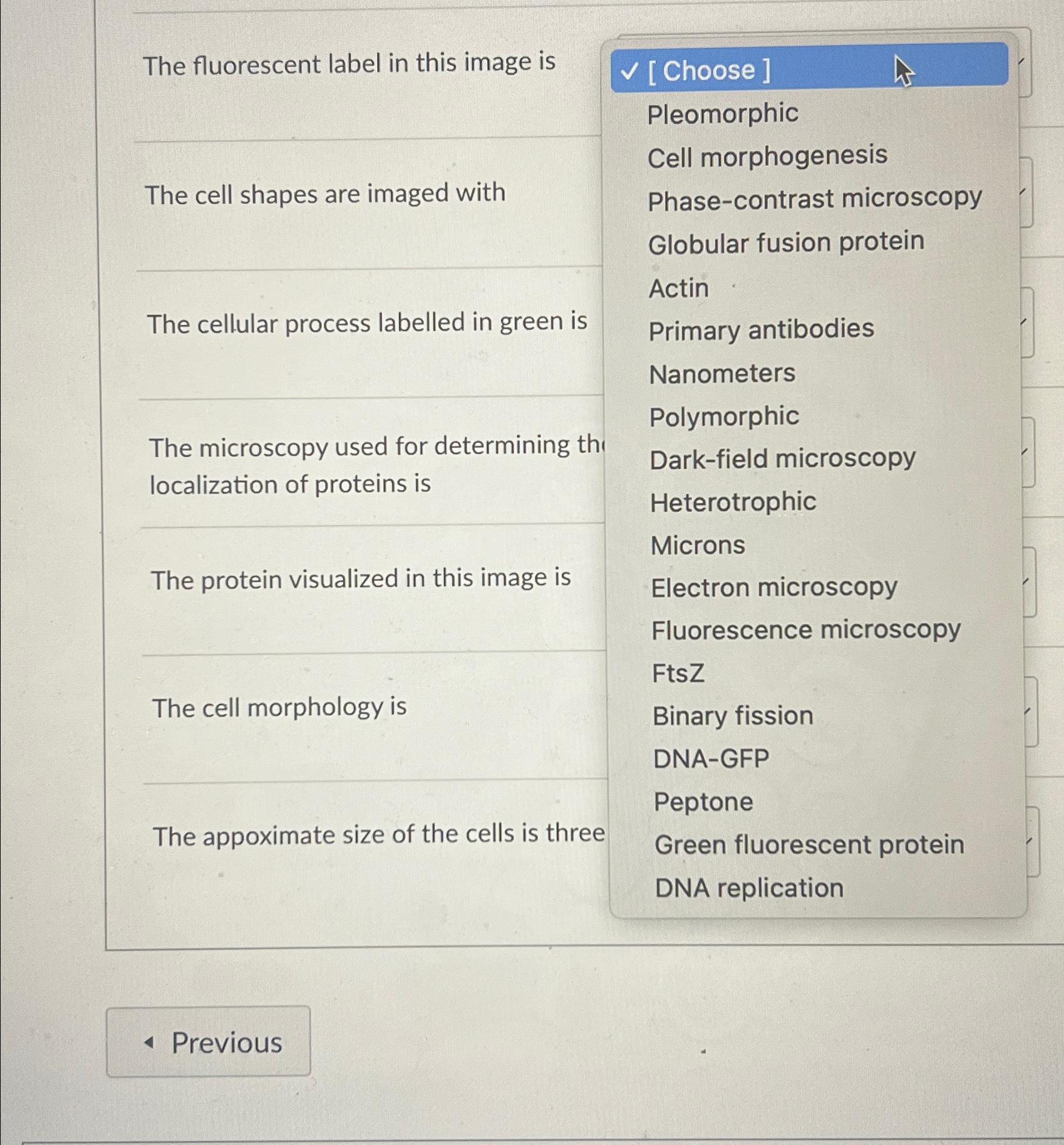 Solved The fluorescent label in this image isThe cell shapes | Chegg.com