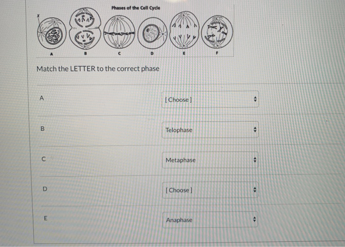 Solved Phases of the Cell Cycle මෙම Match the LETTER to the | Chegg.com