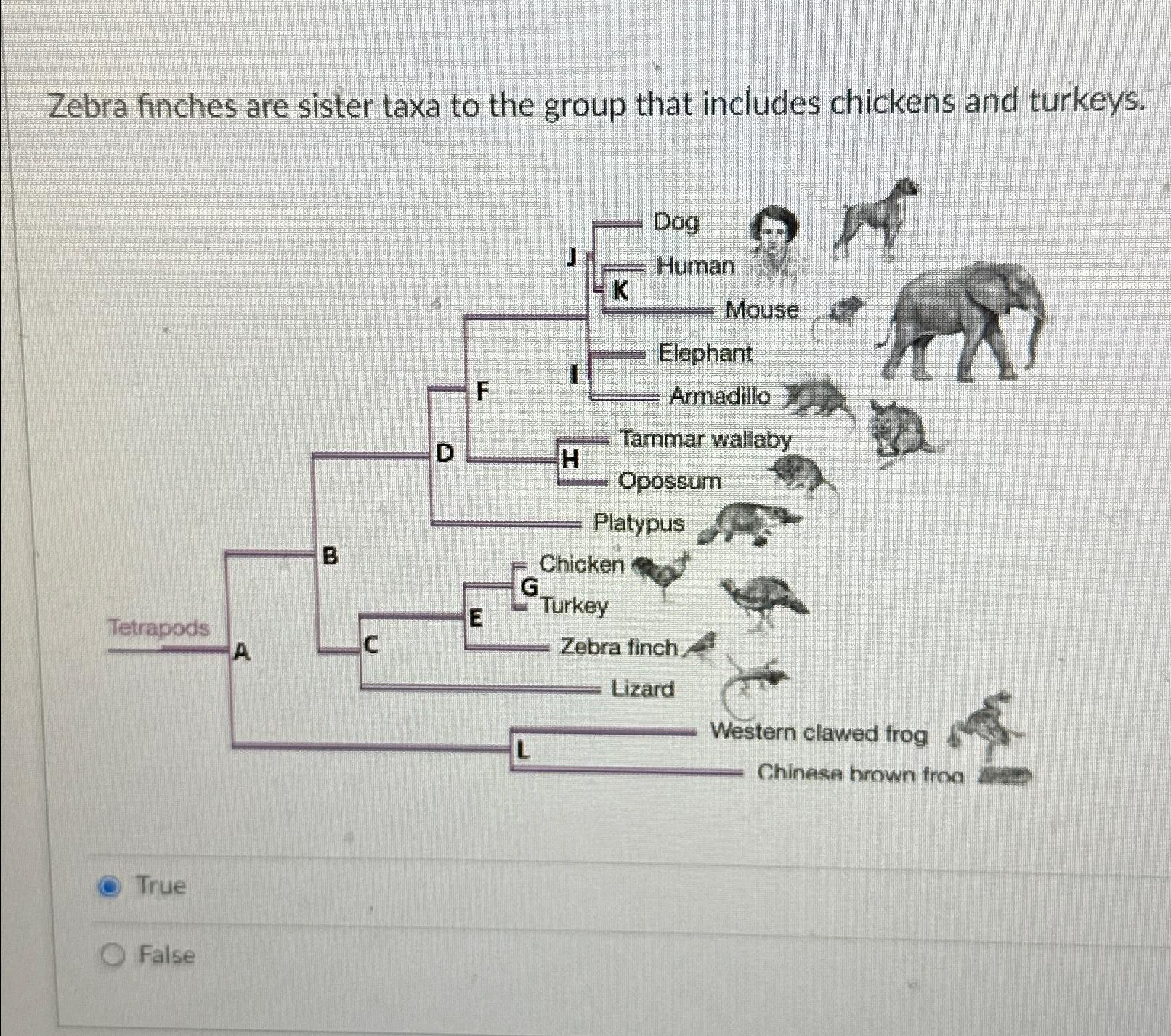 Solved Zebra finches are sister taxa to the group that | Chegg.com