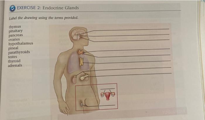 Solved EXERCISE 2: Endocrine Glands Label the drawing using | Chegg.com