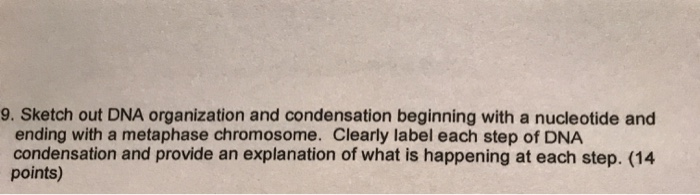 Solved 9. Sketch out DNA organization and condensation | Chegg.com