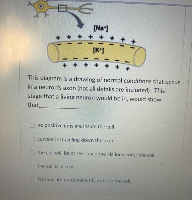 Solved JO Synaptic cleft 29 This drawing is showing pre- and | Chegg.com