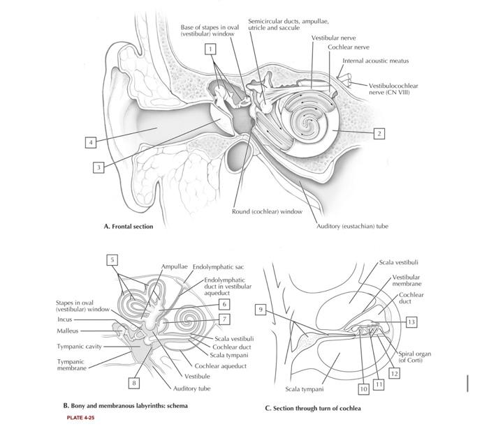 Solved color 1. Middle ear ossicles (malleus, incus, and | Chegg.com