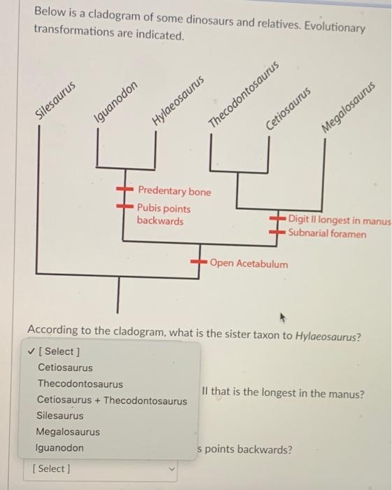 Solved Below is a cladogram of some dinosaurs and relatives. | Chegg.com