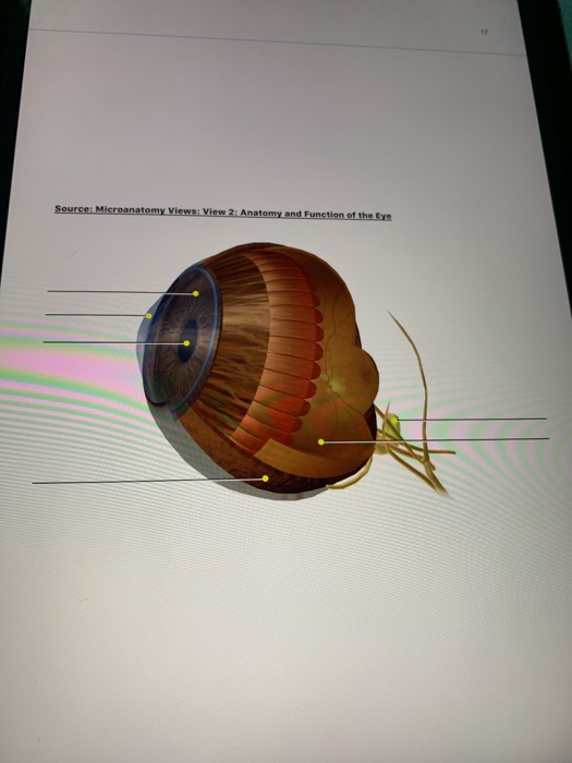 Solved Source: Microanatomy Views: View 2: Anatomy and | Chegg.com