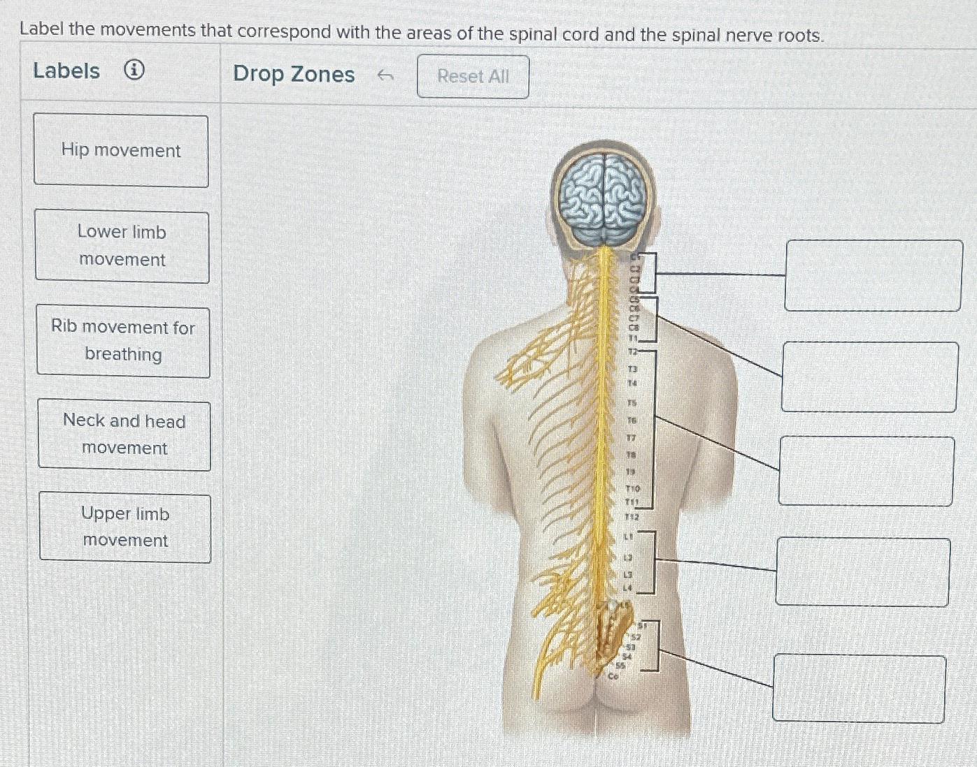 Solved Label the movements that correspond with the areas of | Chegg.com