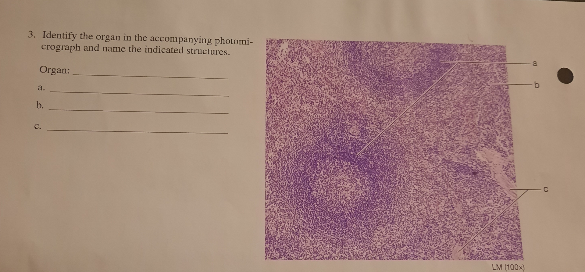 Solved Identify the organ in the accompanying | Chegg.com