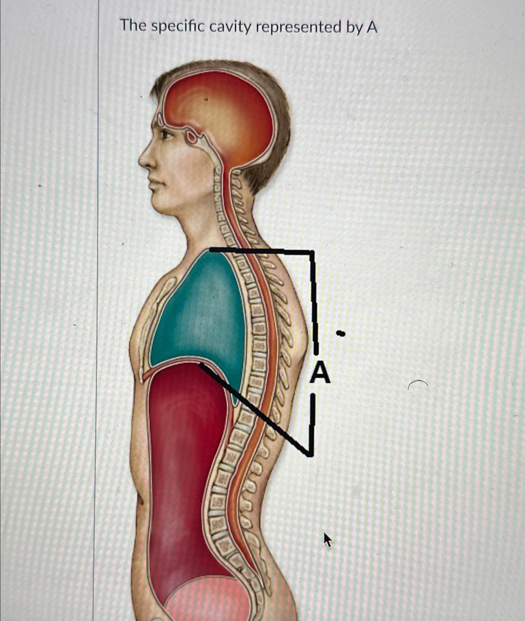 Solved The specific cavity represented by A | Chegg.com