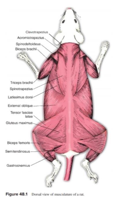 Solved B. Muscles Skin the rat to expose the underlying | Chegg.com