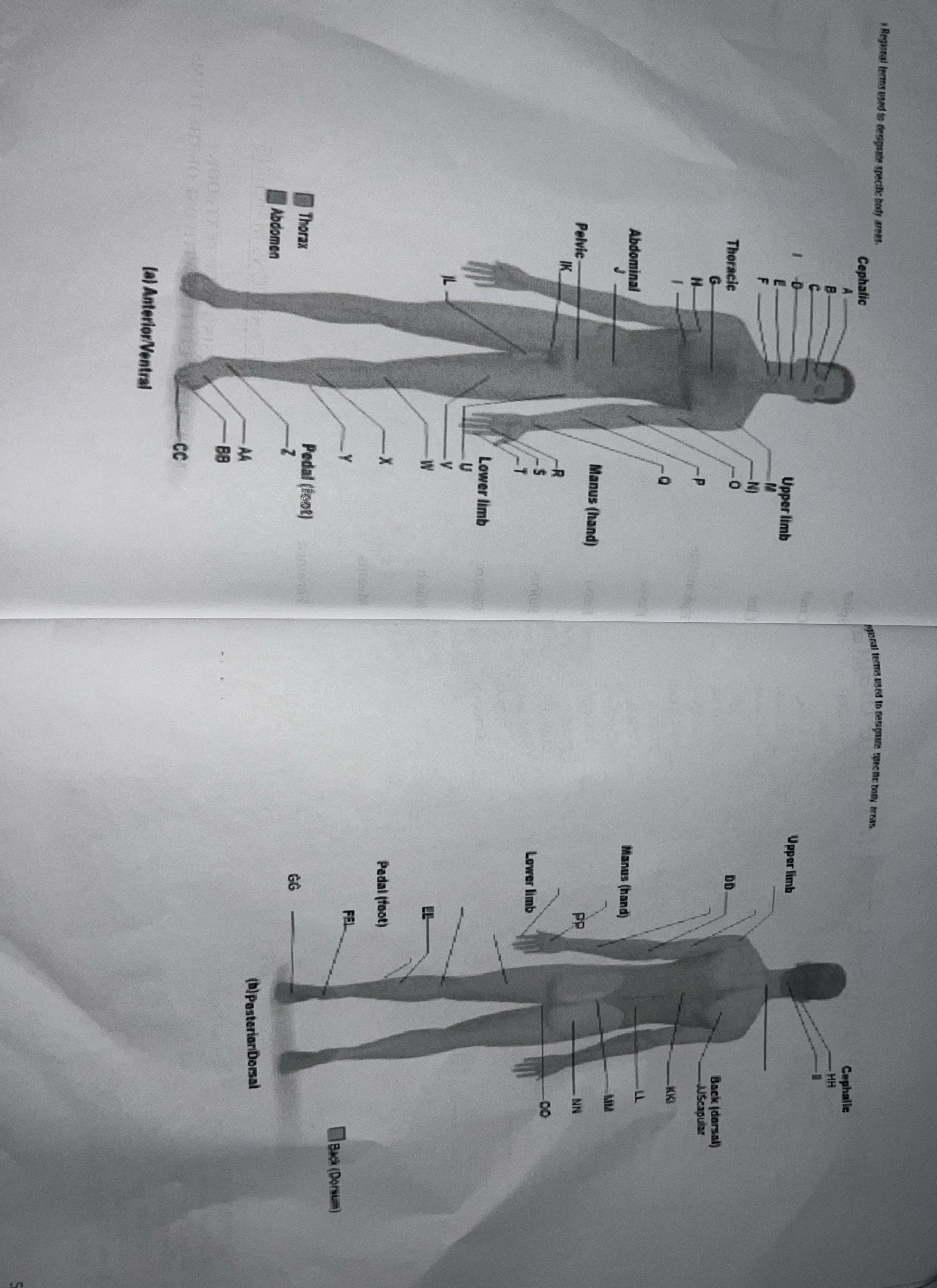 Solved Reginal terms used to Designate spectic body areas. | Chegg.com