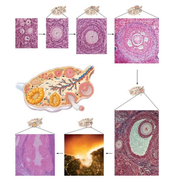 Solved On this ovary diagram document, label: ovary, | Chegg.com