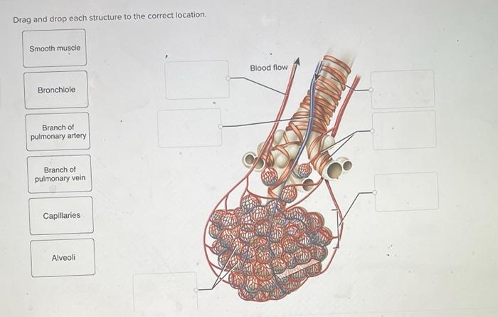 Solved Drag and drop each structure to the correct location | Chegg.com