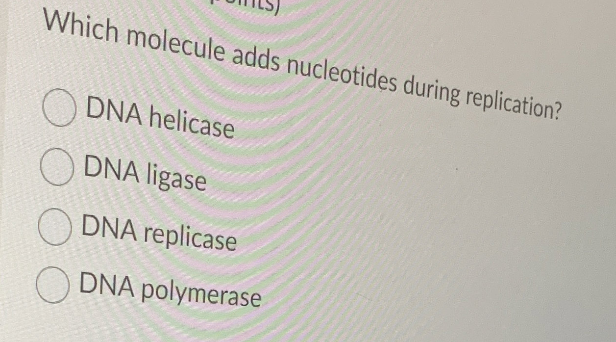 Solved Which molecule adds nucleotides during | Chegg.com