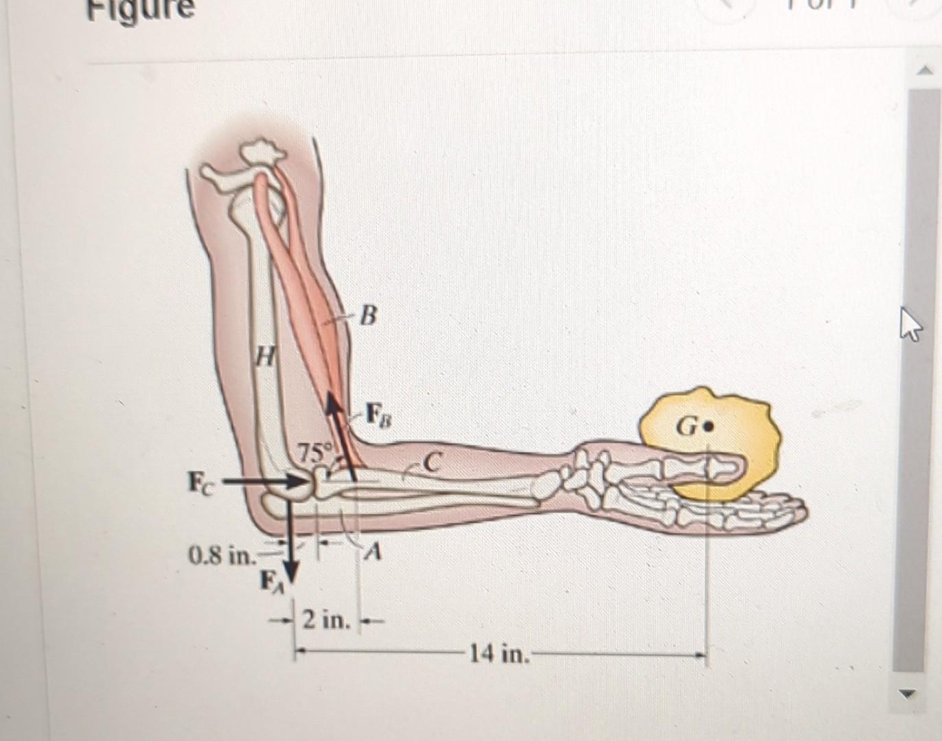 Solved If the smallest cross-sectional area of the ligament | Chegg.com