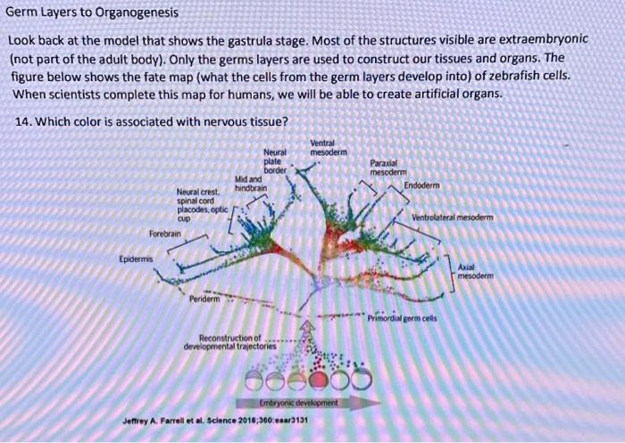 Solved Germ Layers to Organogenesis Look back at the model | Chegg.com