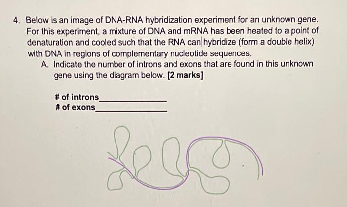 Solved 4. Below is an image of DNA-RNA hybridization | Chegg.com