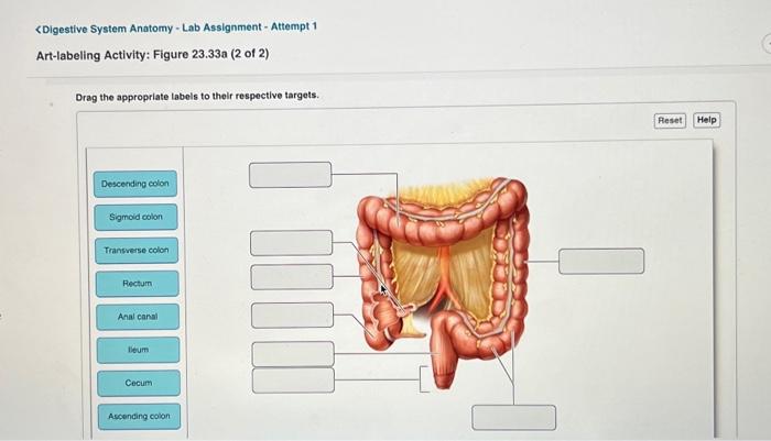 Solved Drag the appropriate Labels to their respective | Chegg.com