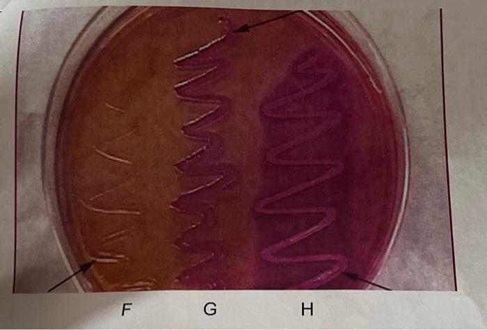 Solved Carefully observe the illustrations A through H. | Chegg.com