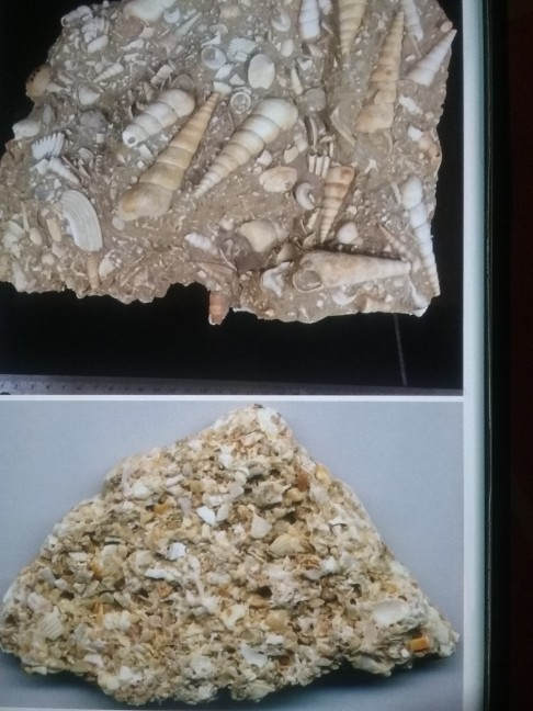 Solved Lab 3 Sedimentary rocks Sample Composition of Rock | Chegg.com